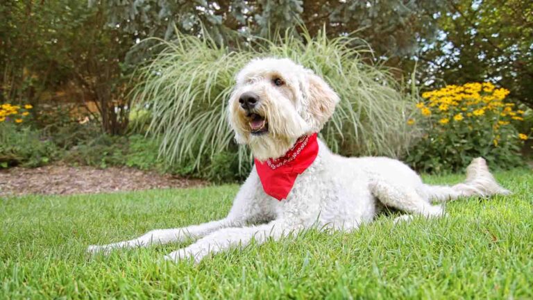 10 Doodle Dog Realities You Need to Know About These Popular Pets
