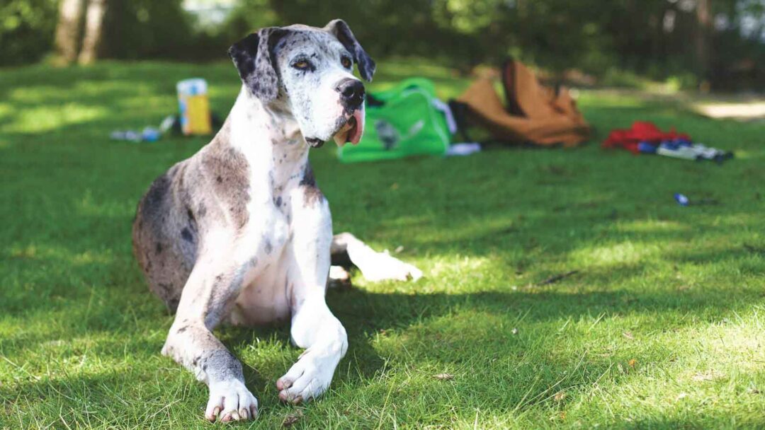10 Reasons Why You Should Think Twice Before Getting A Purebred
