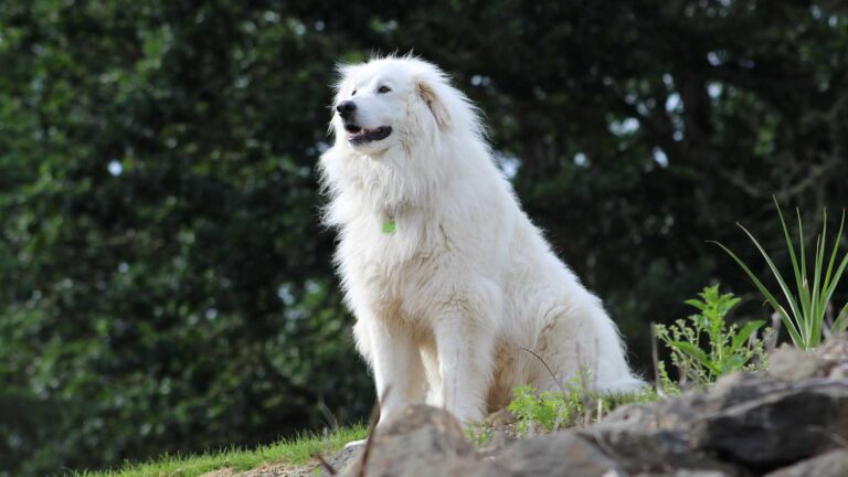 13 Dogs With Extra Toes, Webbed Feet or Other Unique Features That ...