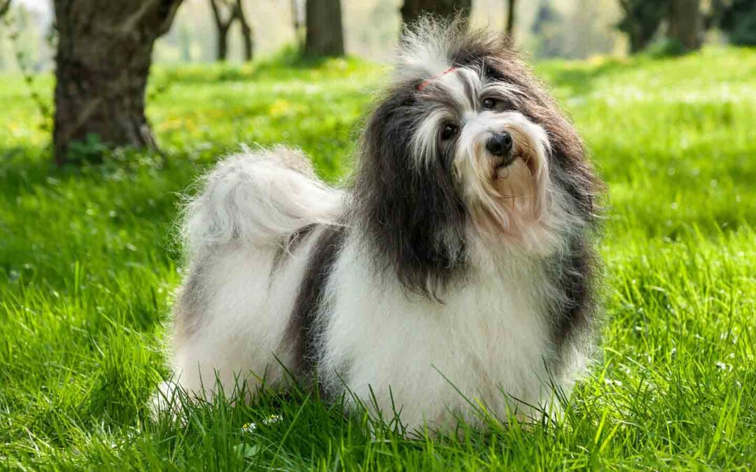 12 Small Breed Dogs Without That Yappy Small-Breed Vibe