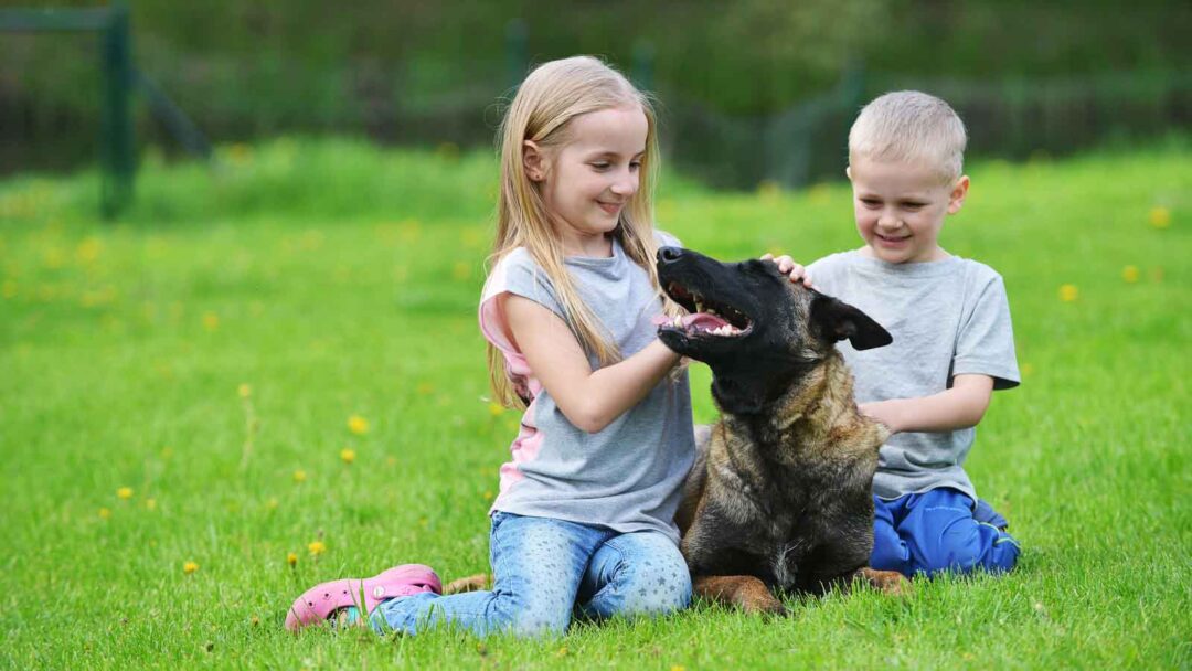 12 Safest Dog Breeds To Have Around Kids
