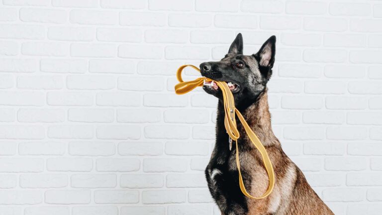 10 Ways to Teach Your Dog to Stay Close Without a Leash