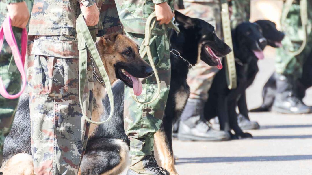10 Historical Facts About Dogs That Will Surprise You