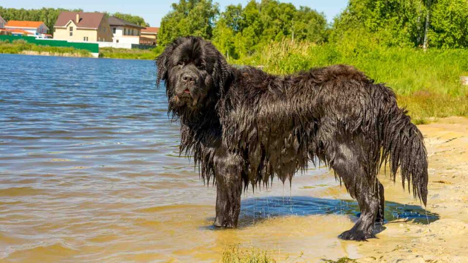 15 Dog Breeds That Are The Ultimate Couch Potatoes