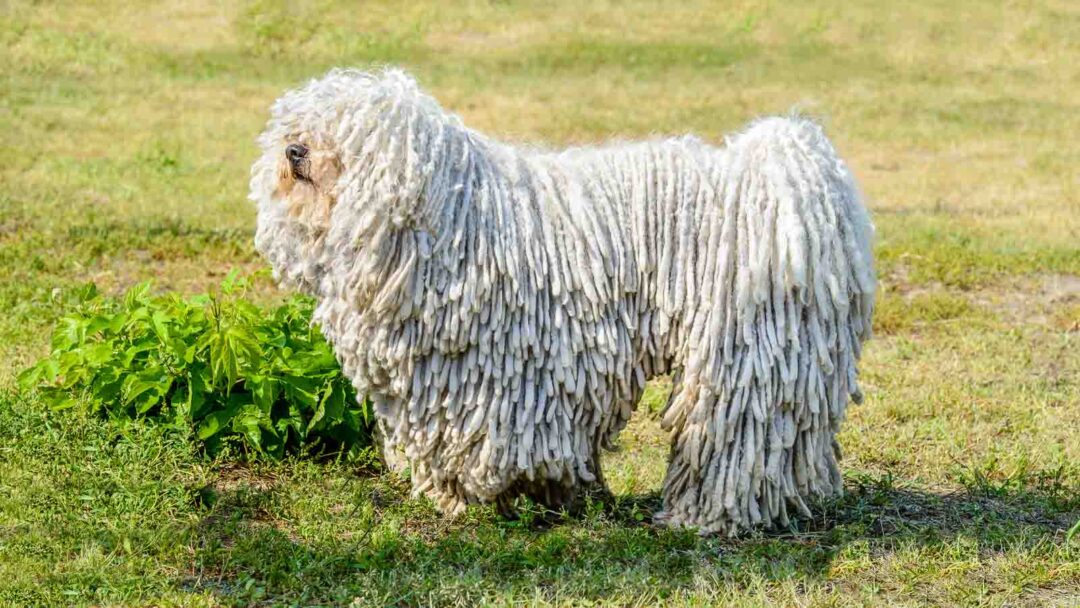 12 Iconic AKC Best in Show Breeds and Their Unforgettable Wins