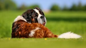 13 Dogs With Extra Toes, Webbed Feet or Other Unique Features That ...