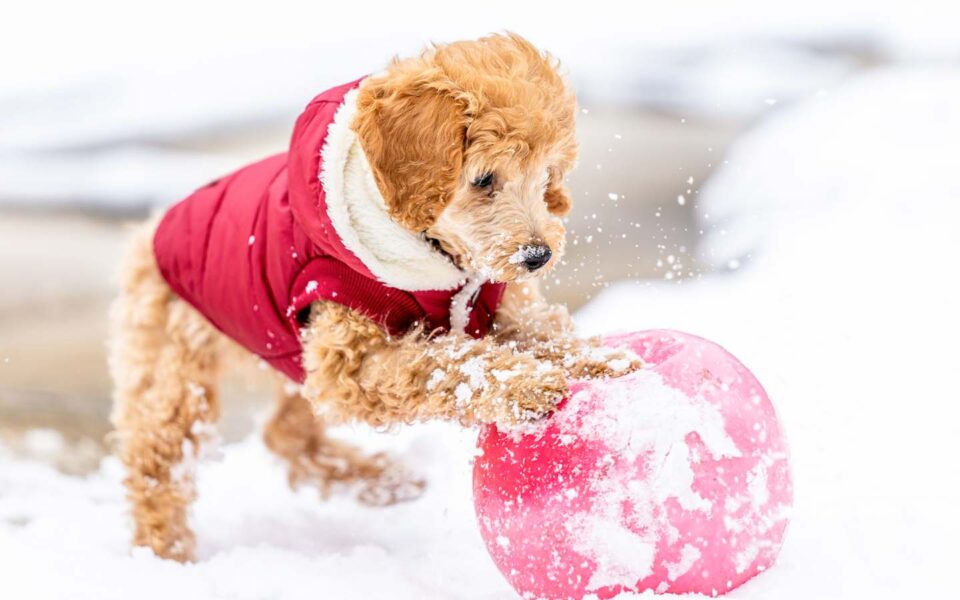 12 Real Differences Between Human and Dog Vision