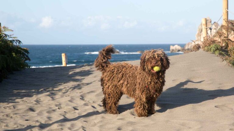 These 10 Dog Breeds Are Born to Swim