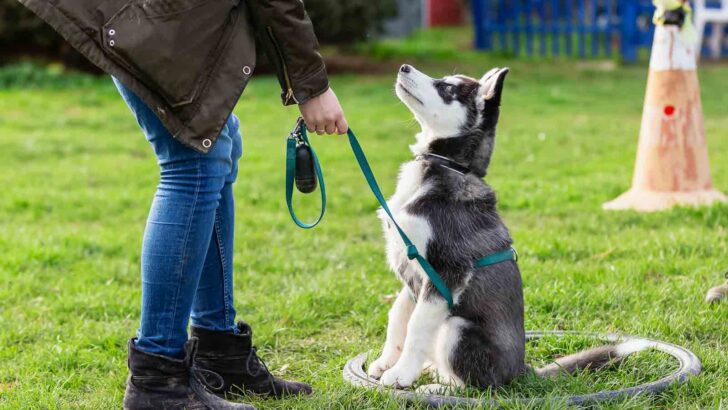 10 Controversial Dog Training Methods — Do They Really Work?