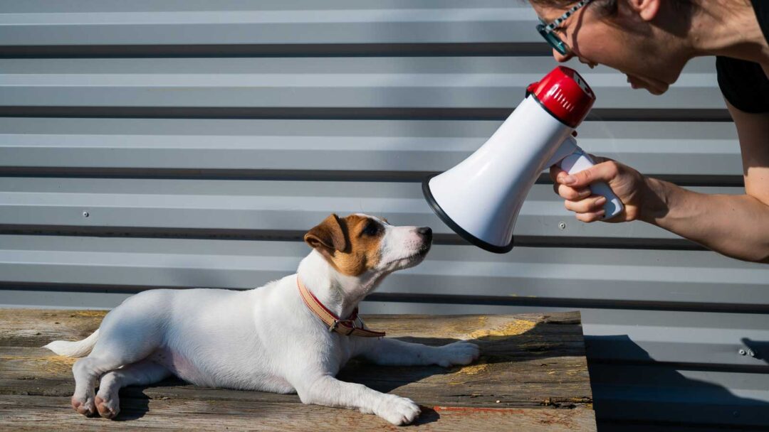 9 Things Your Dog Hates That You Probably Do