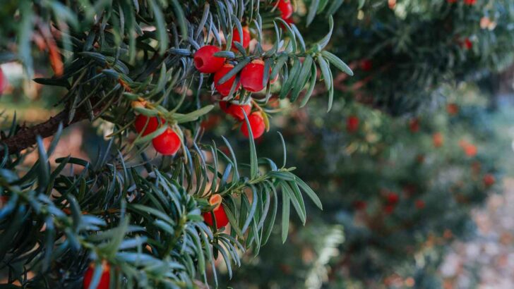 10 Toxic Plants To Dogs That Every Owner Should Know About