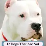 12 Dogs That Are A Disaster Waiting To Happen Around Kids