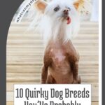 10 Quirky Dog Breeds You'Ve Probably Never Heard Of