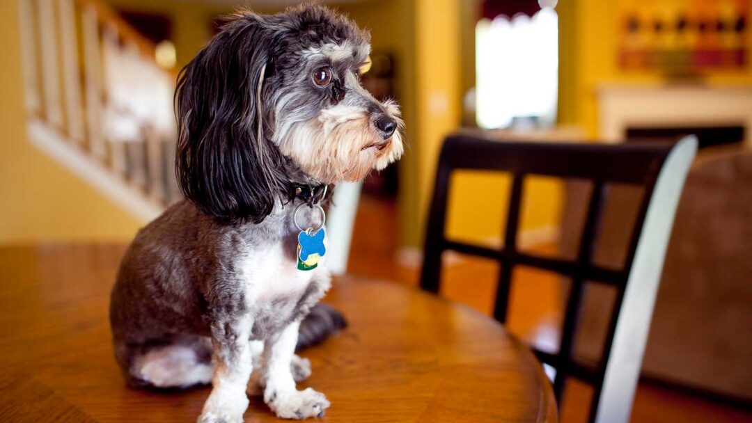 12 Reasons Not To Get A Designer Dog Breed