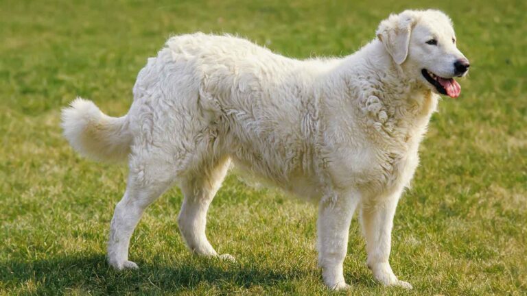 13 Dog Breeds That Can Handle Outdoor Life With Ease