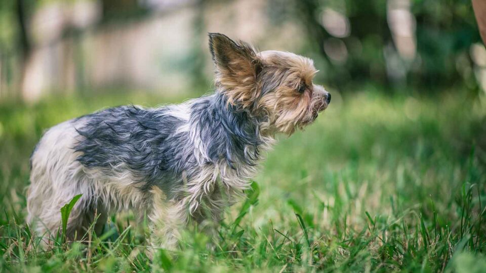 12 Reasons Not To Get A Designer Dog Breed