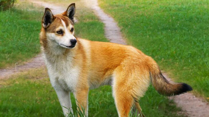12 Dog Breeds So Rare You’ve Probably Never Seen Them