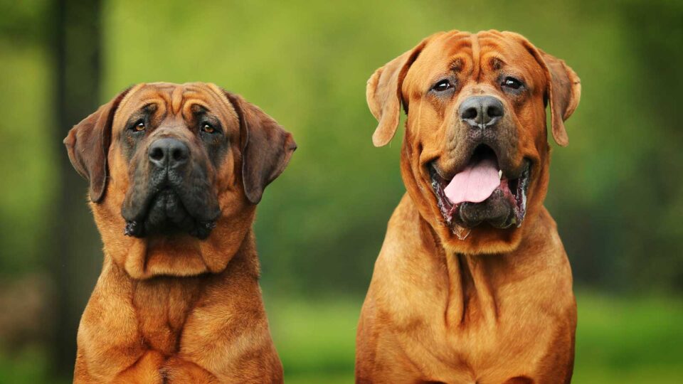 10 Italian Dog Breeds That Prove Italy Does More Than Just Pasta