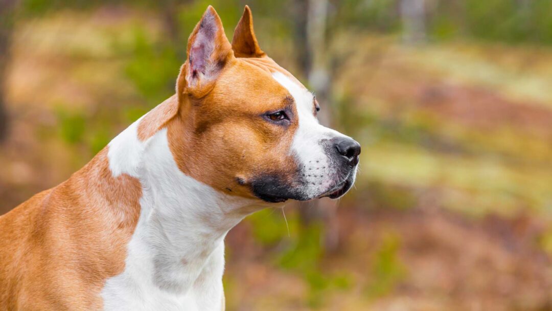 12 Dog Breeds That Look Scary But Are Actually Sweethearts