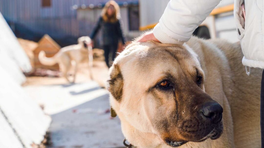 13 Dog Breeds That Can Handle Outdoor Life With Ease
