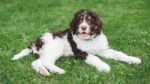 10 Doodle Dog Realities You Need to Know About These Popular Pets