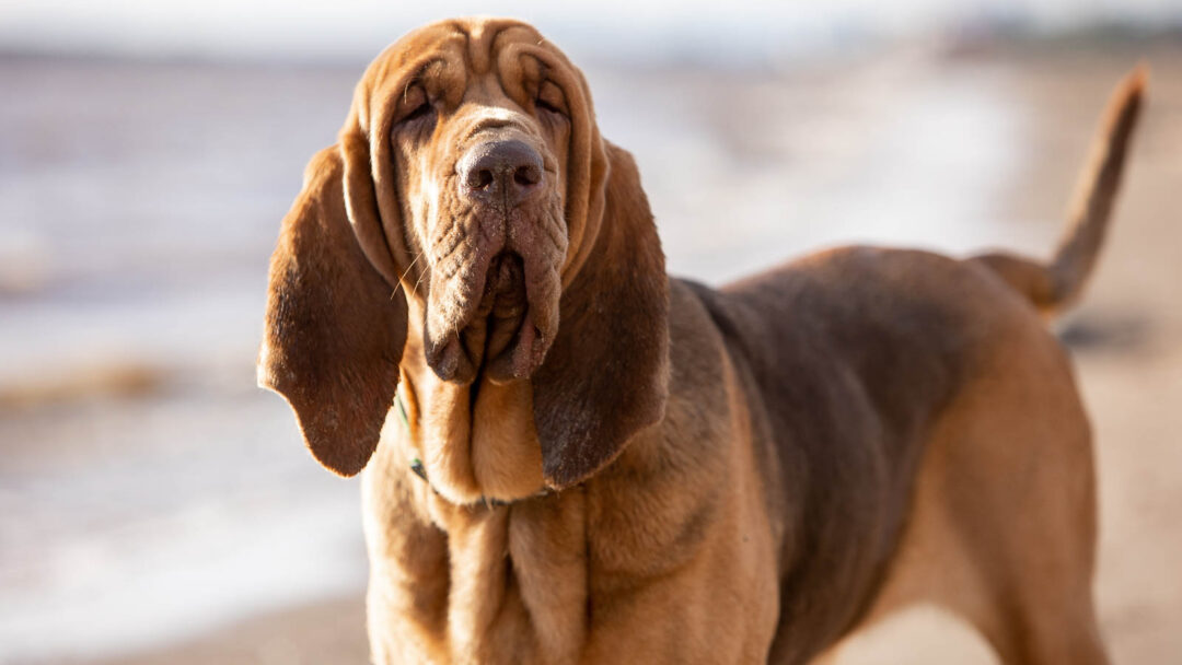 13 Dogs With The Best Sense Of Smell And What They’re Used For