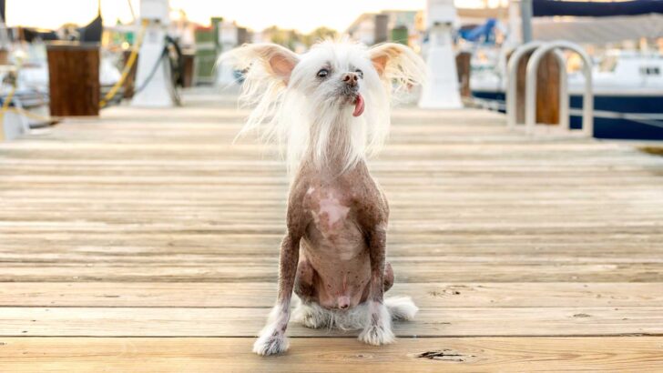 10 “Ugly” Dog Breeds That Deserve More Love Than They Get