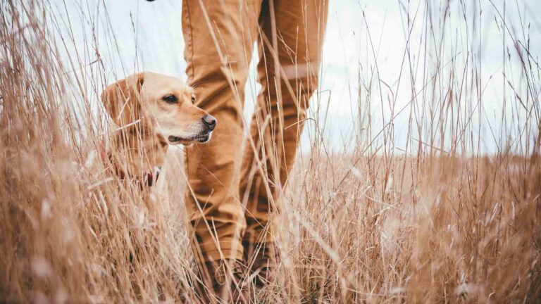 11 Unusual Jobs Dogs Can Perform Better Than Humans