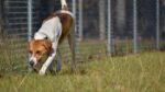 15 Signs Your Dog Is Stressed Out and How To Calm Them Down