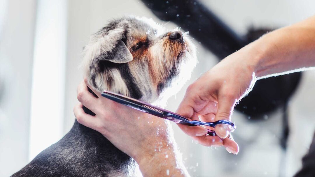12 Dog Grooming Hacks Every Owner Should Know