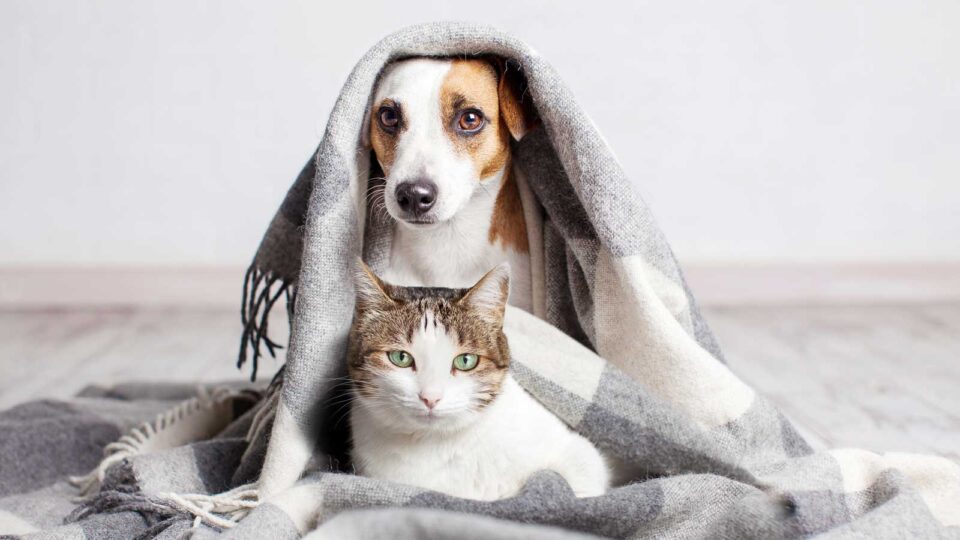 11 Dogs That Act Like Cats (And Love It)