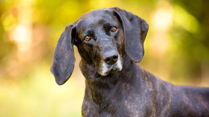 12 Beautiful Brindle-Coated Dogs That Stand Out From The Pack