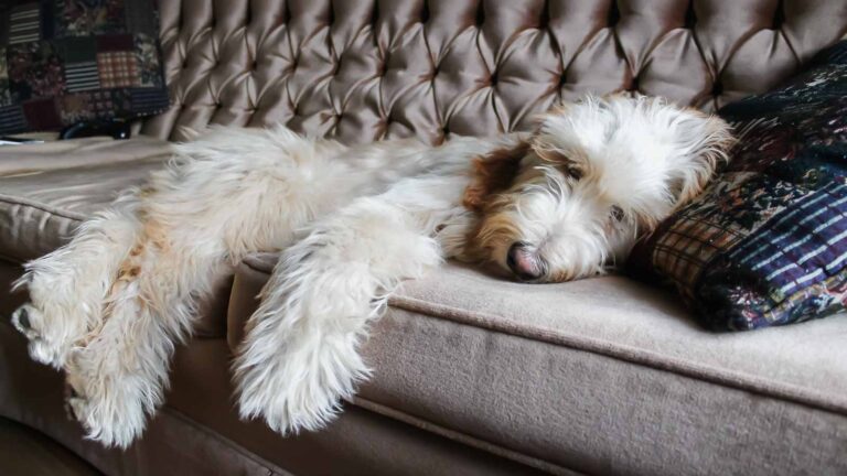 15 Signs Your Dog Is Stressed Out and How To Calm Them Down