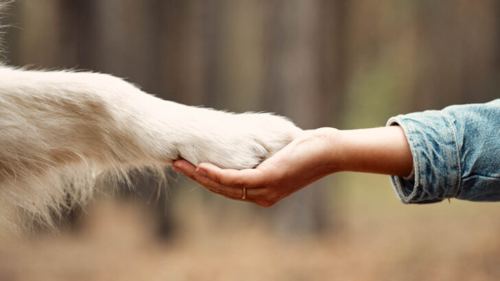 12 Dogs That Think They're Human (And Act Like It)