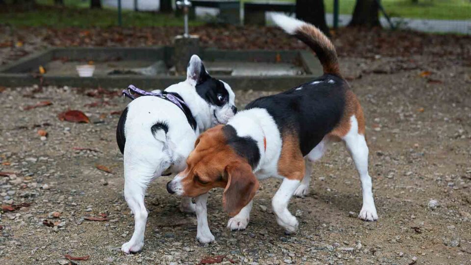 10 Strange Things Dogs Do That Are Actually Perfectly Normal