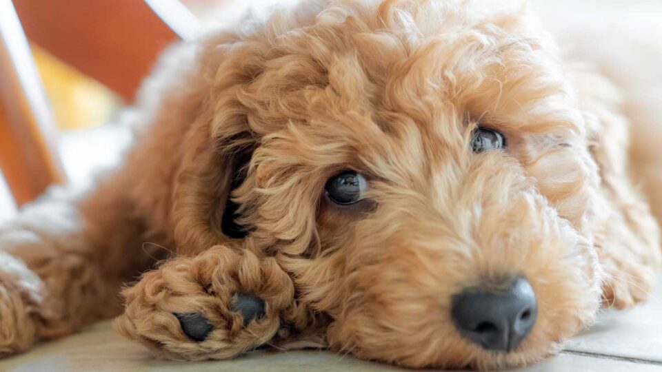 10 Ways Dogs Detect Emotions and Their Amazing Sixth Sense