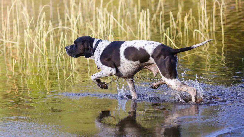 12 Dogs With The Most Unique Freckles And Spots