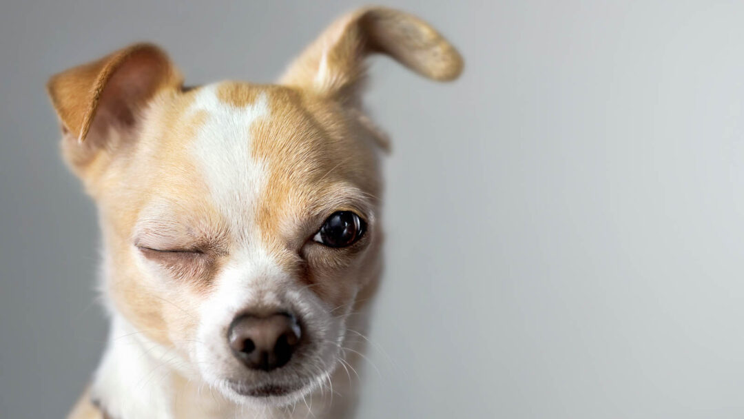 10 Dogs With More Sass Than Your Teenage Kids