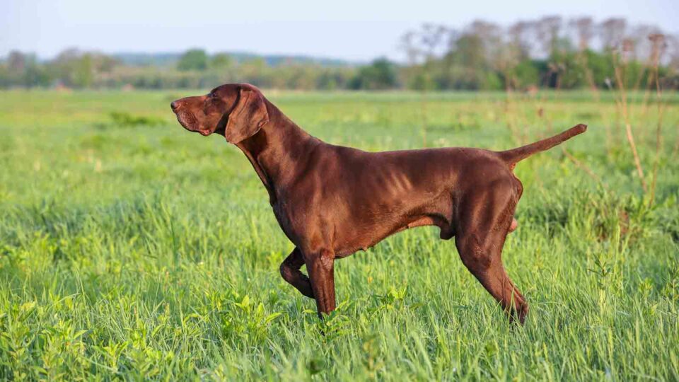 11 Dogs That Are Bred To Point Birds and Will Drive You Crazy If They Can't