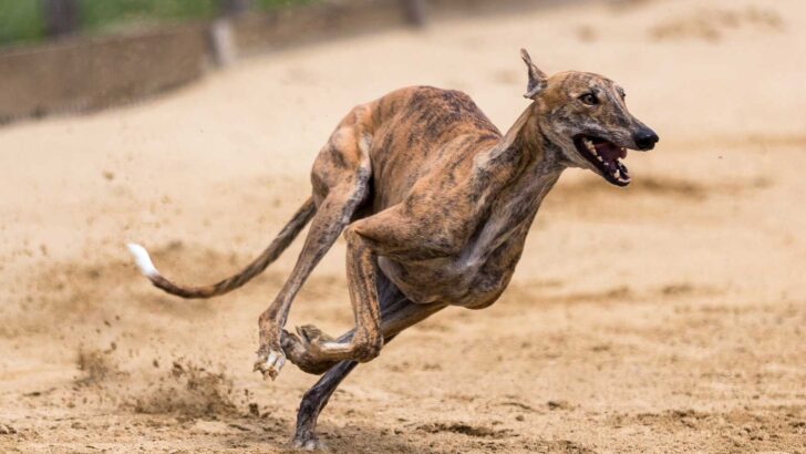 12 of the Fastest Dog Breeds on the Planet