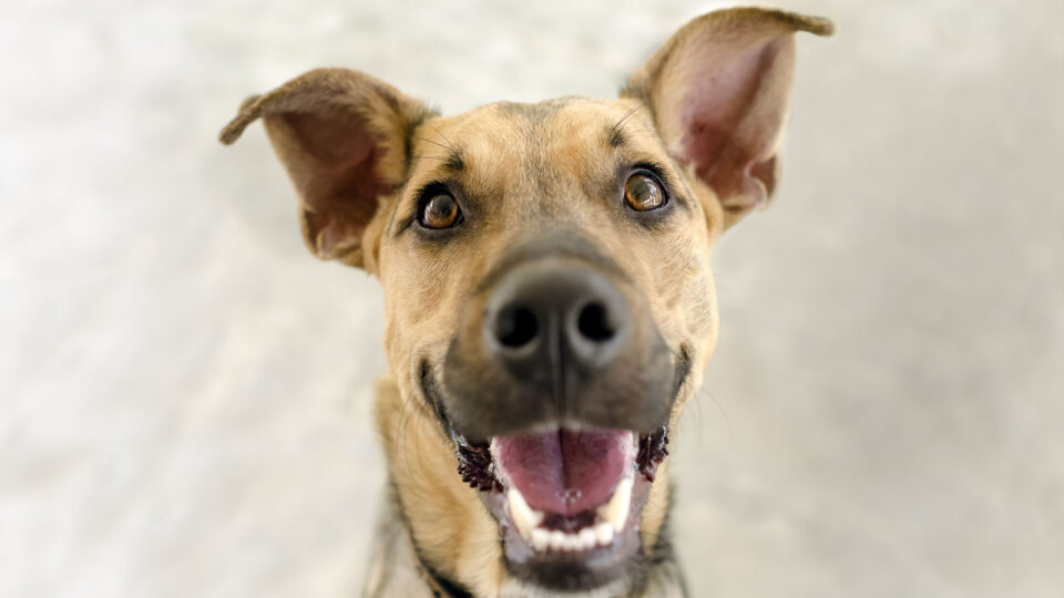 13 Dogs With The Most Unique Ears In The World