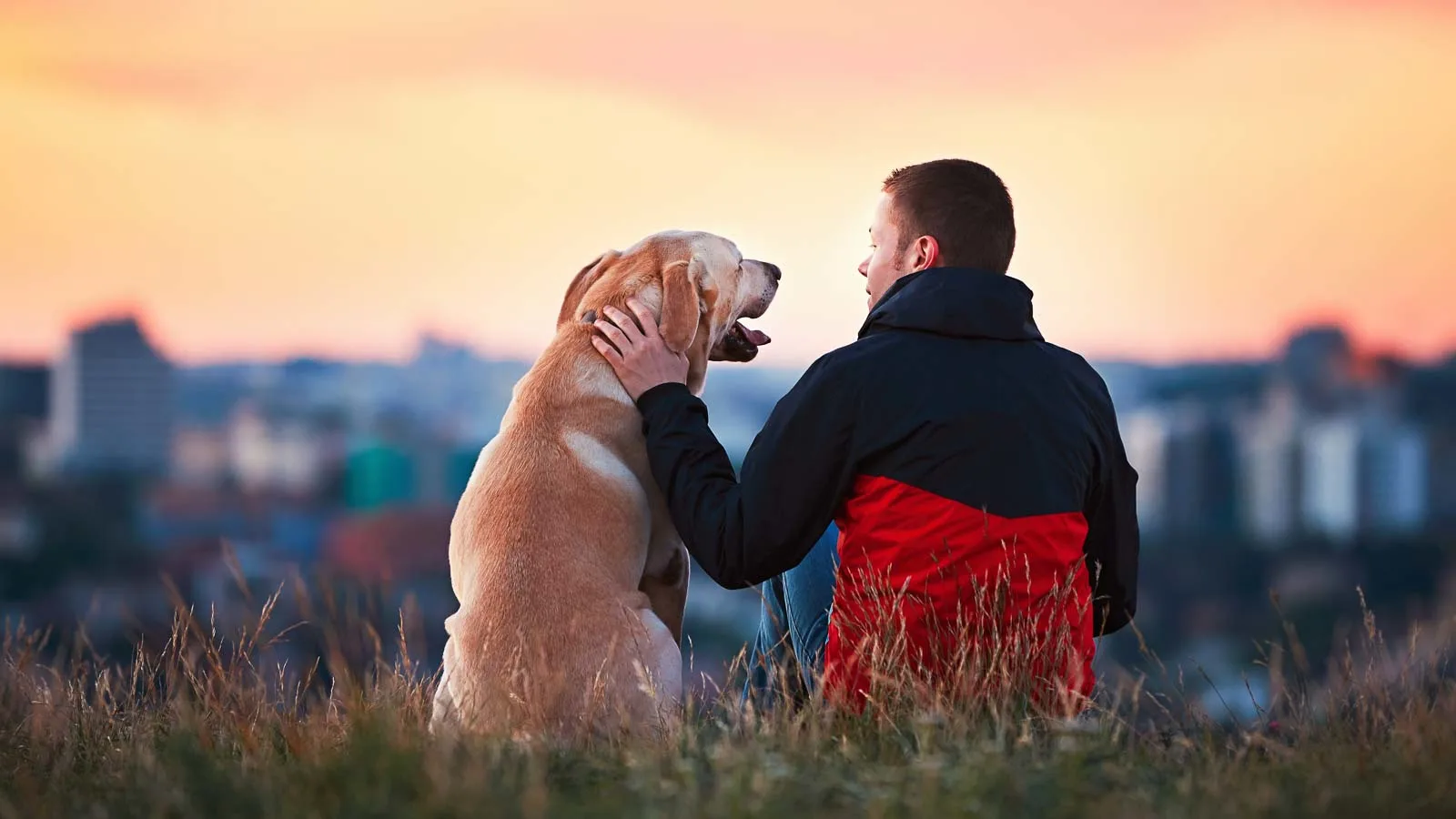 12 Dog Mysteries Even Experts Can’t Explain