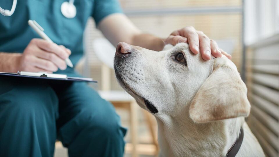 11 Unusual Jobs Dogs Can Perform Better Than Humans