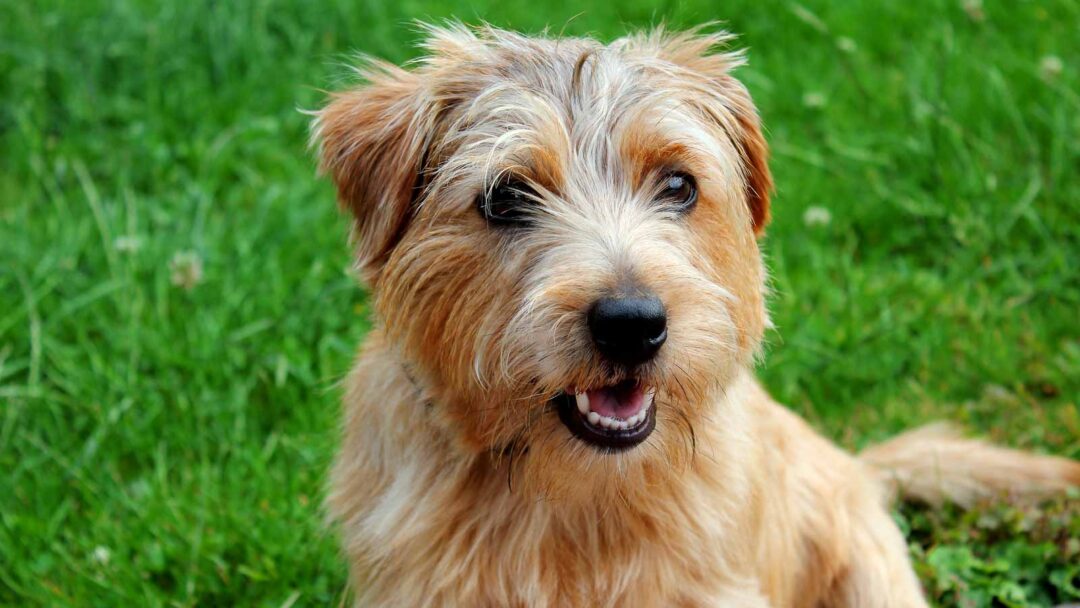 15 Dogs That Make The Best Travel Buddies
