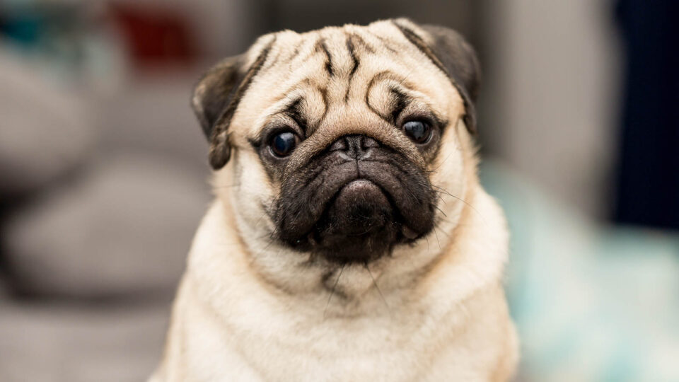 12 Hilarious Moments Only Pug Owners Experience