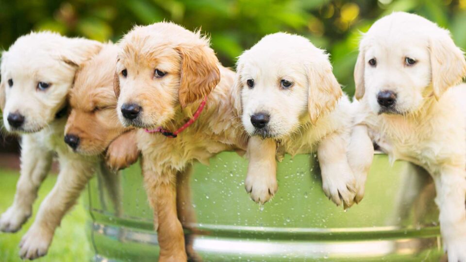 The 15 Cutest Puppy Breeds, Hands Down