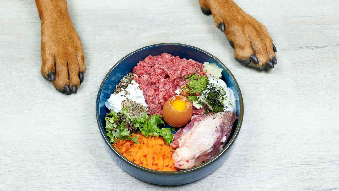 10 Foods Dogs Love That Are Actually Good for Them