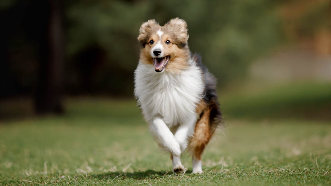 12 Herding Dogs That Run the House Like a Ranch
