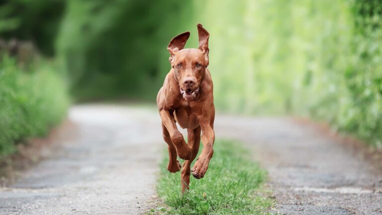 11 Hyperactive Dog Breeds That Will Run You Ragged