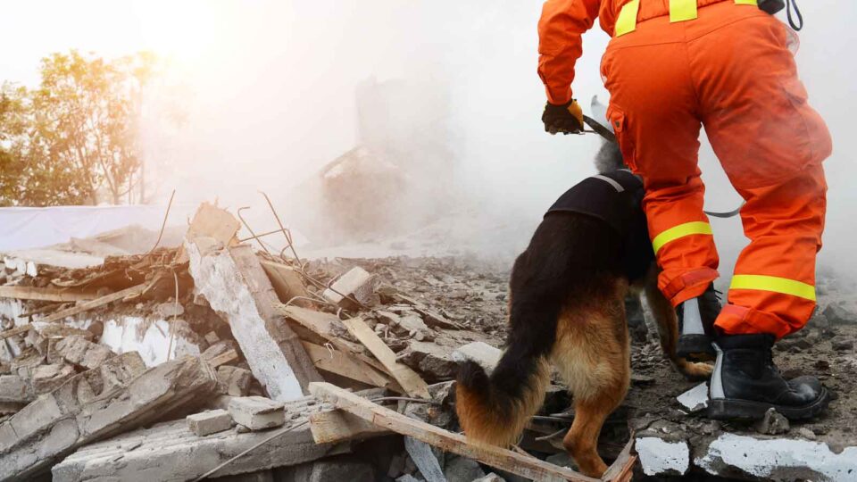 11 Unusual Jobs Dogs Can Perform Better Than Humans